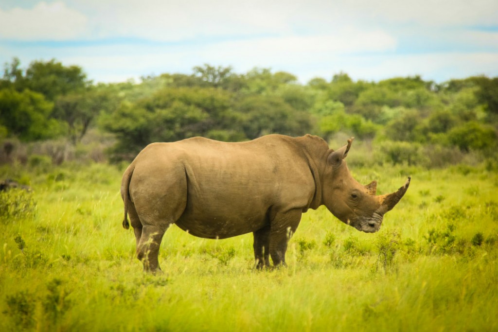 10 Essential Skills For Modern Conservationists – Dr. James Borrell